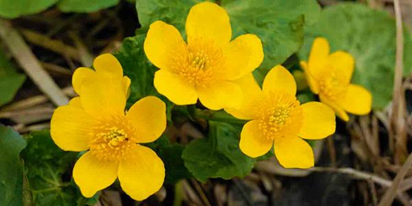 Flowers Found in Valley of Flowers - Comprehensive List & Guide