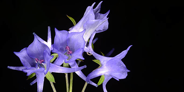 Flowers Found in Valley of Flowers - Comprehensive List & Guide